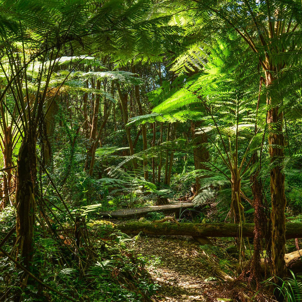 Rainforest 2 | Inspire Education